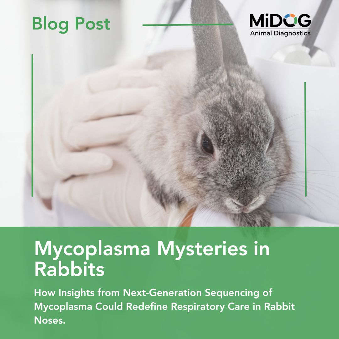 Mycoplasma Mysteries in Rabbits: How Insights from Next-Generation Sequencing of Mycoplasma ...