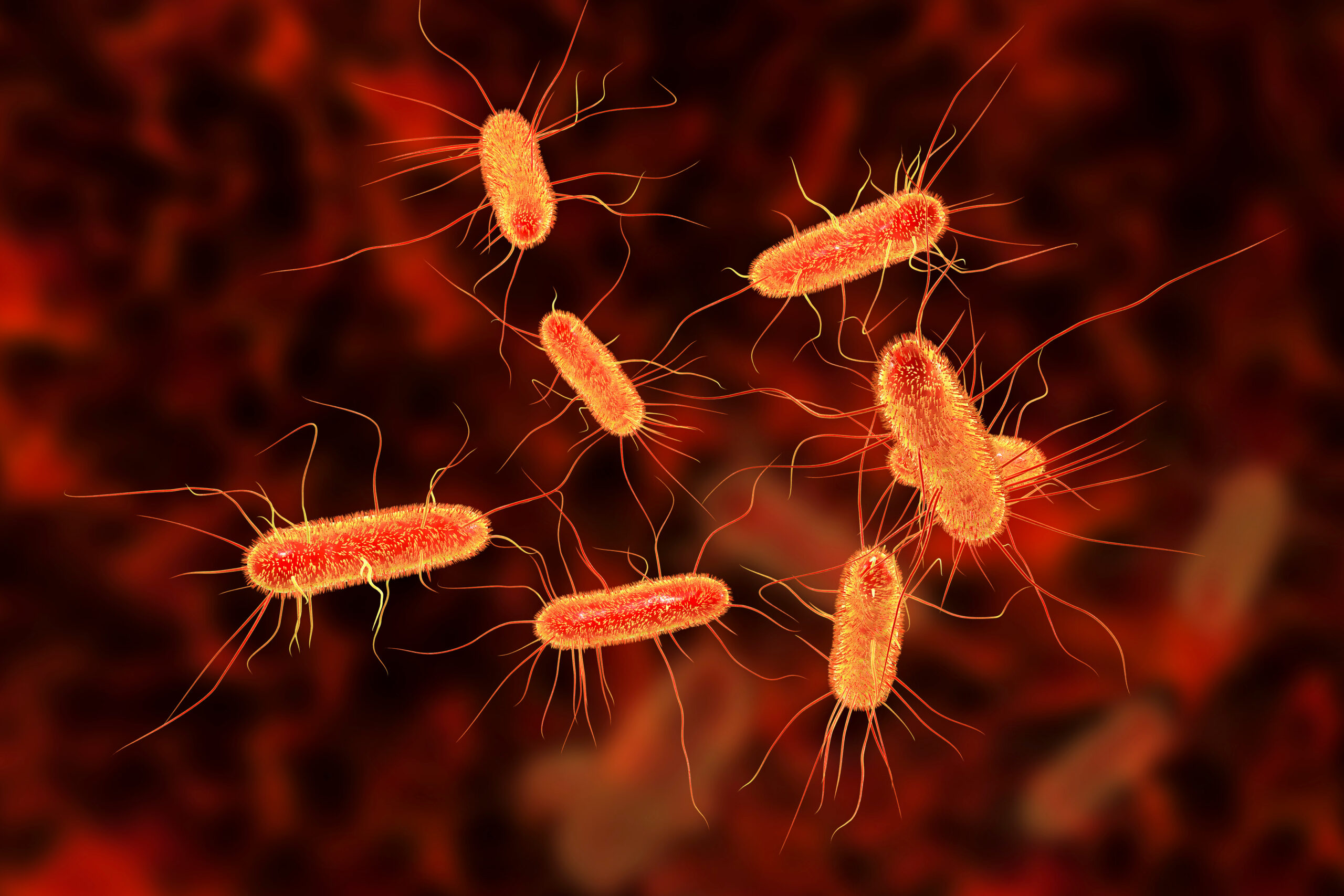 Escherichia Coli In Urine Culture
